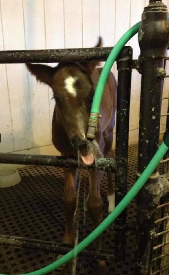 Meet Luna, aka Goldee – One Word at a Time