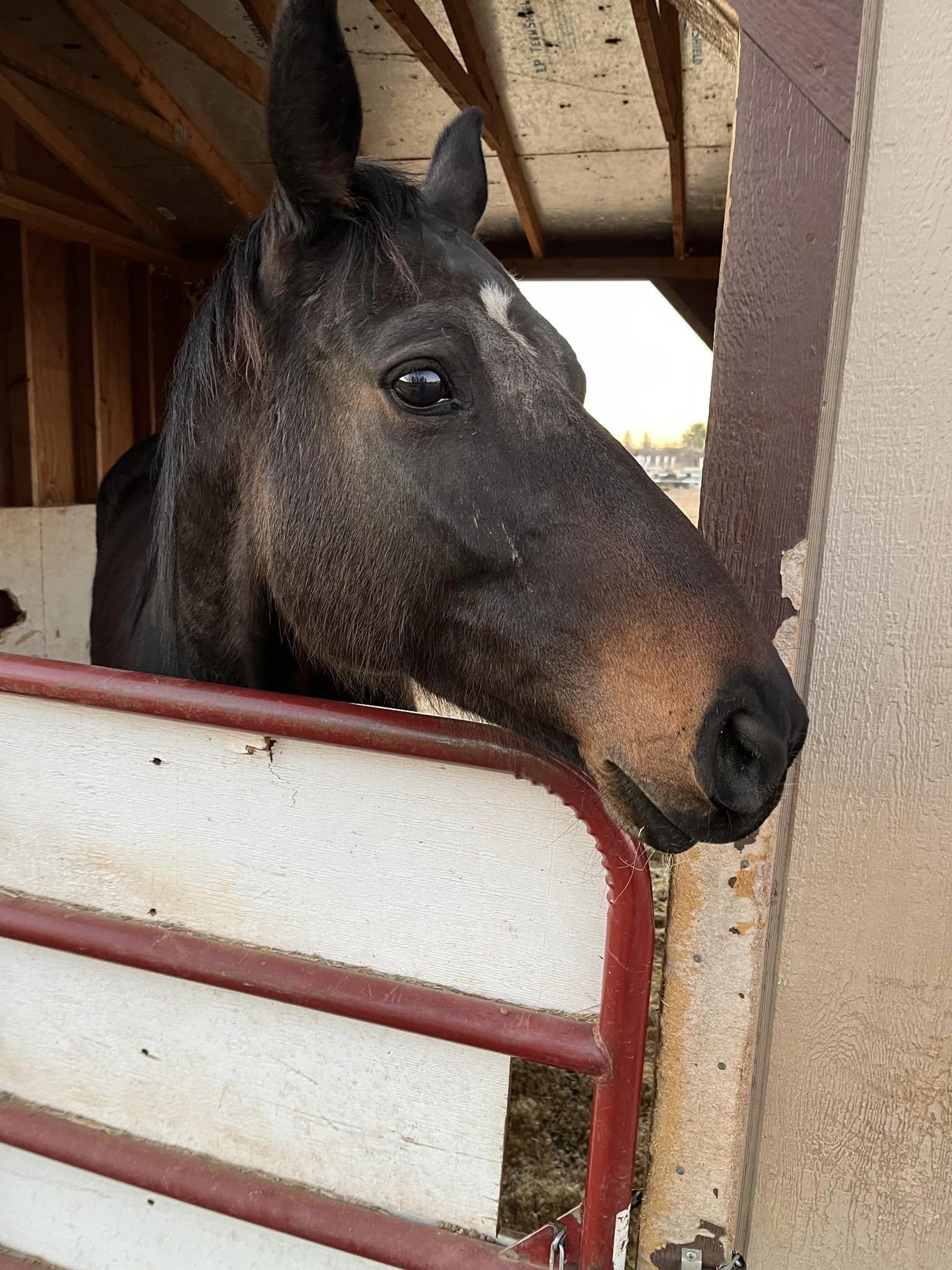 Meet Luna, aka Goldee – One Word at a Time