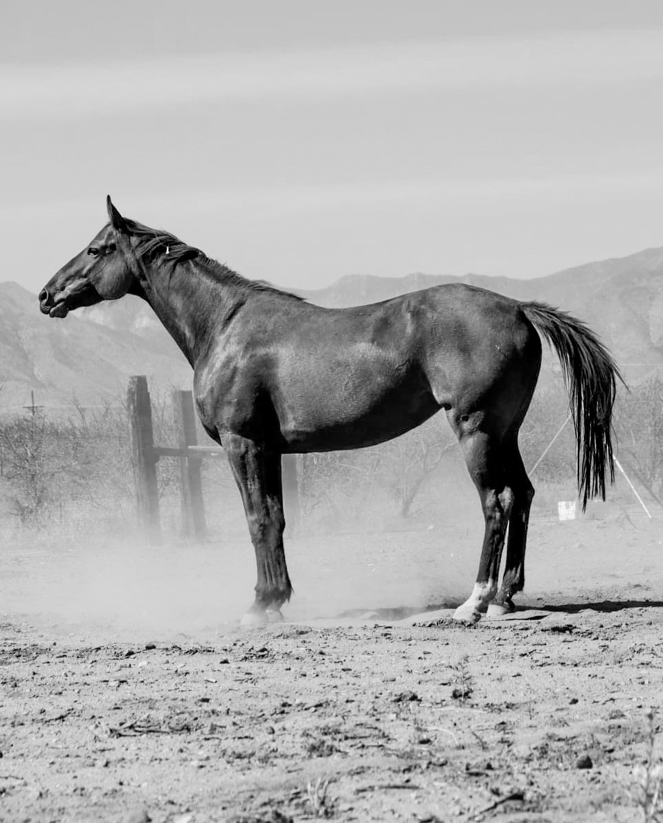 Meet Luna, aka Goldee – One Word at a Time